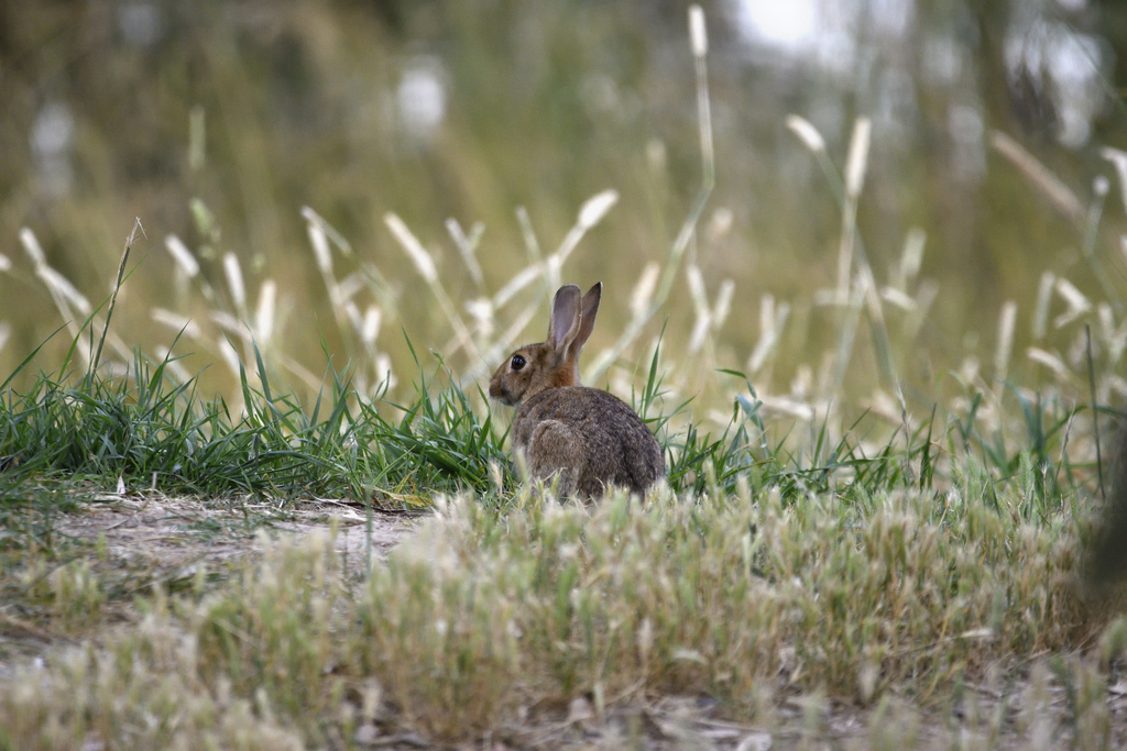 European Rabbit from Canberra Central, ACT, Australia on January 02 ...