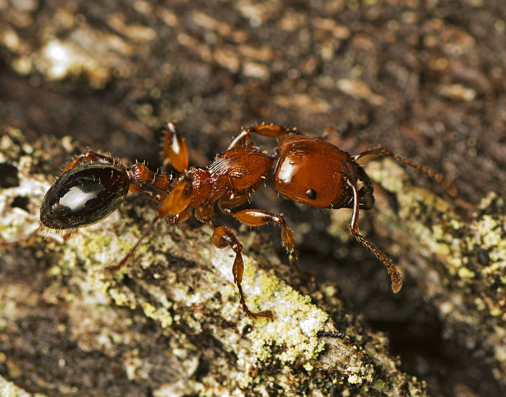 Muscleman Tree ant from Ogg Rd, Murrumba Downs QLD 4503, Australia on ...