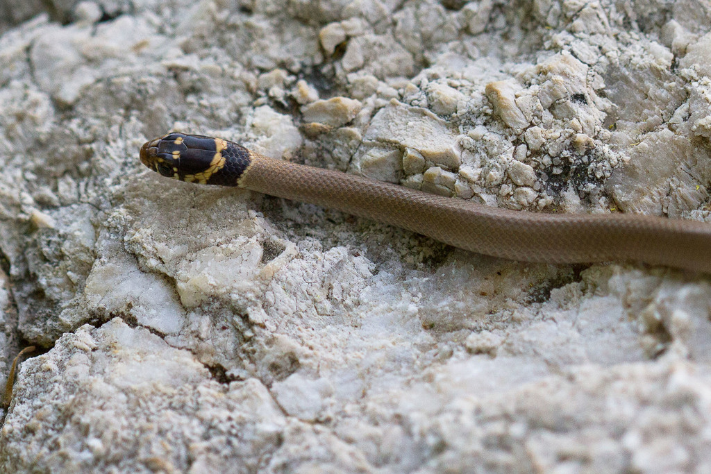 Ring-Headed Dwarf Snake from Ermenek/Karaman, Turkey on May 25, 2011 at ...