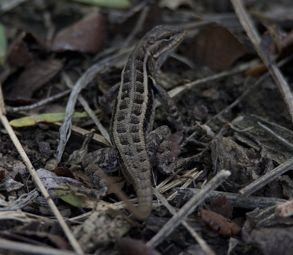 Rose-bellied Lizard from Willow Lakes Trail, Alamo, TX, US on December ...