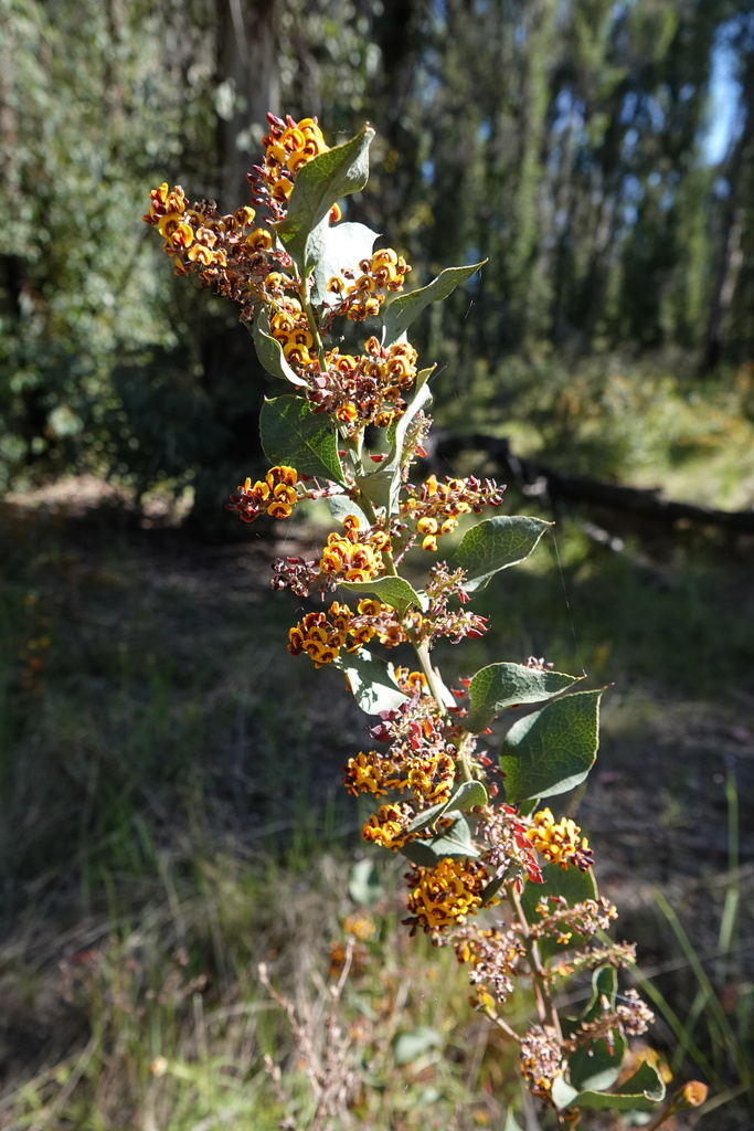 hop bitter-pea in November 2021 by Euan Moore · iNaturalist