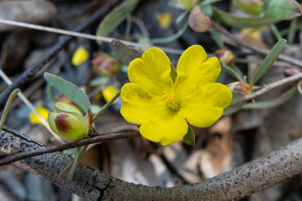 grey guinea flower in November 2021 by Euan Moore · iNaturalist