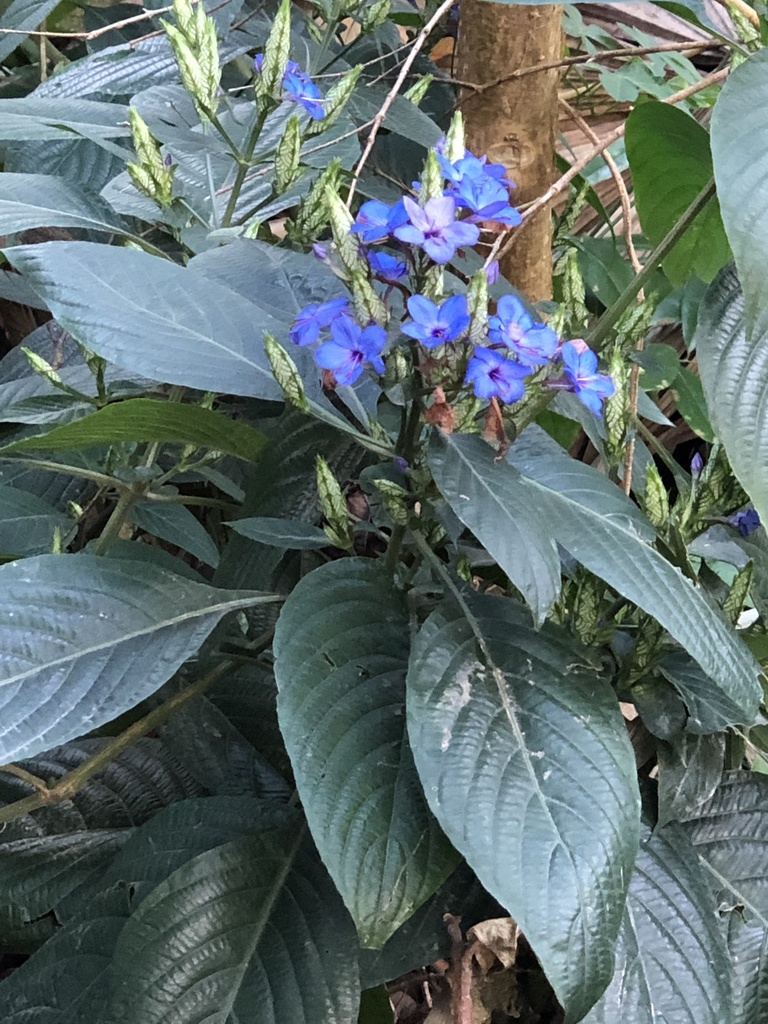 Blue Eranthemum from Victoria Peak, The Peak, HK on January 2, 2022 at ...