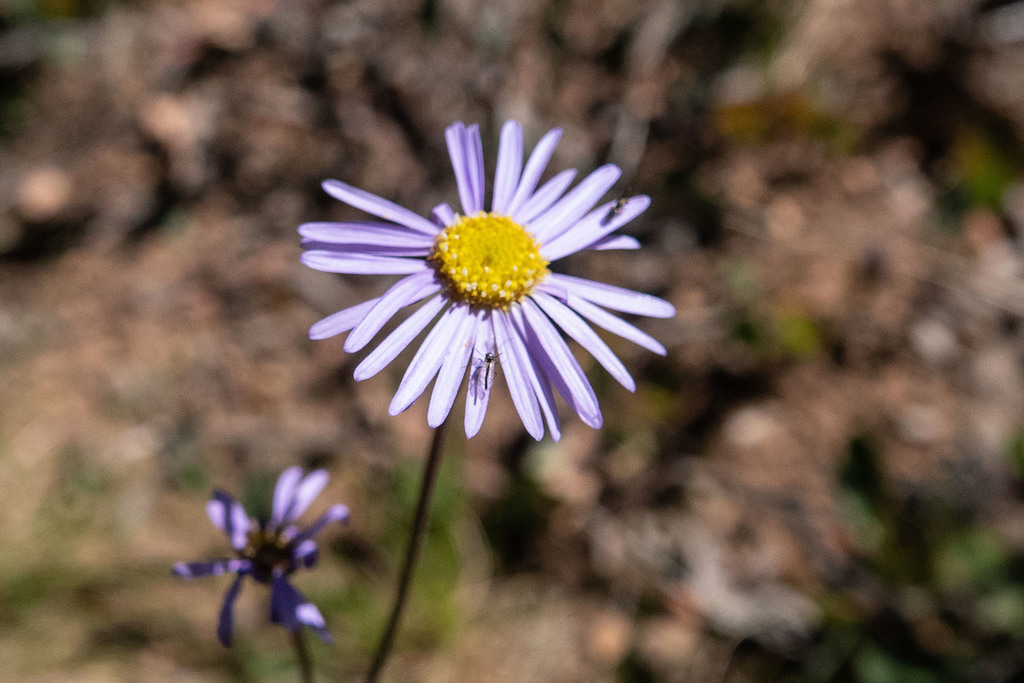 Spoon Daisy in November 2021 by Euan Moore. 3rd photo shows upper ...