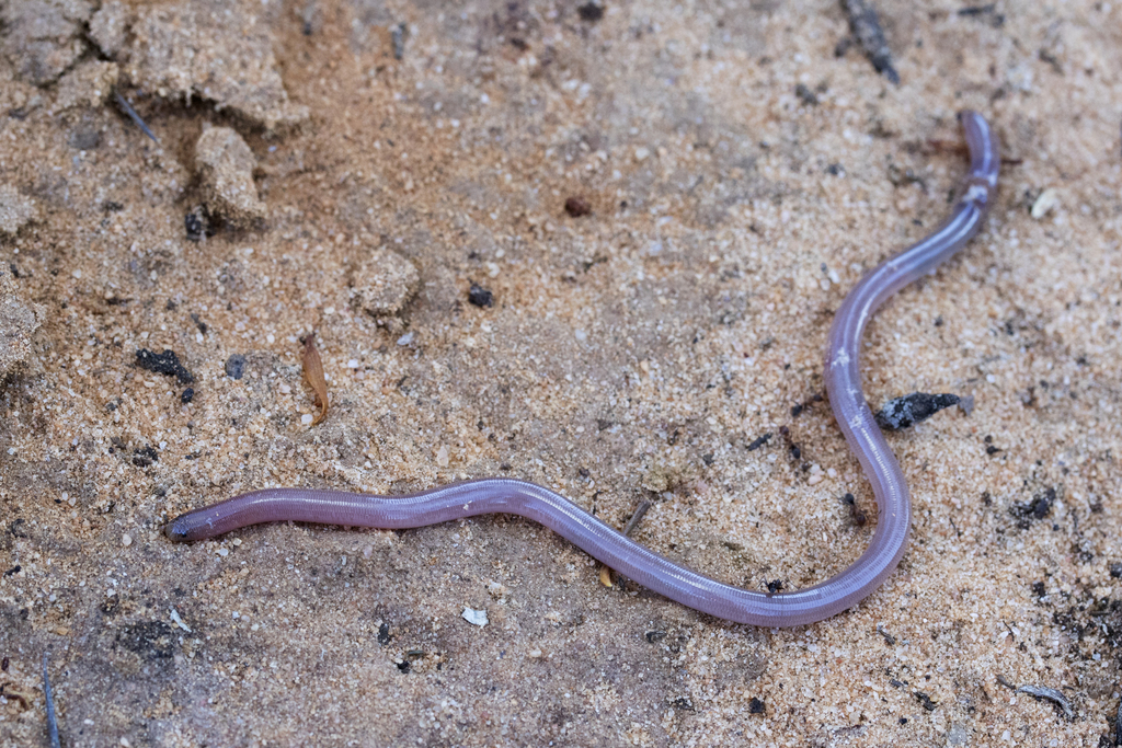Prong-snouted Blind Snake in December 2021 by Owen Lishmund · iNaturalist