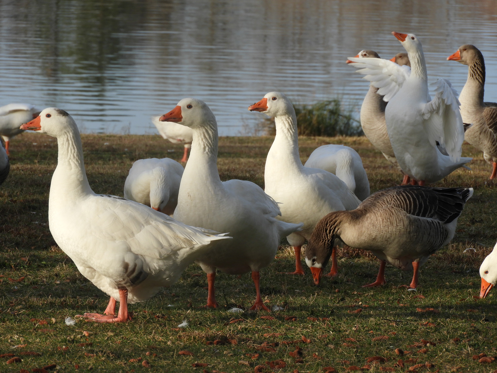 Domestic Goose | atelier-yuwa.ciao.jp