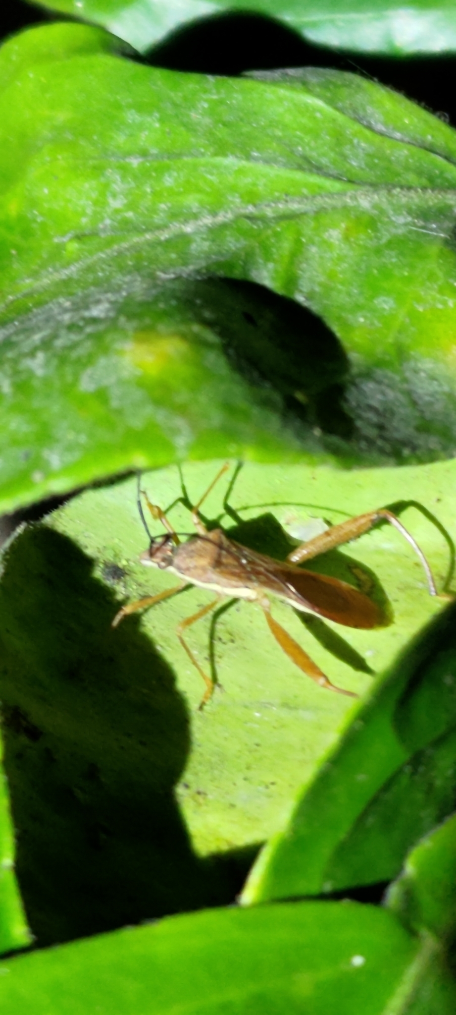 Riptortus linearis (Fabricius, 1775)