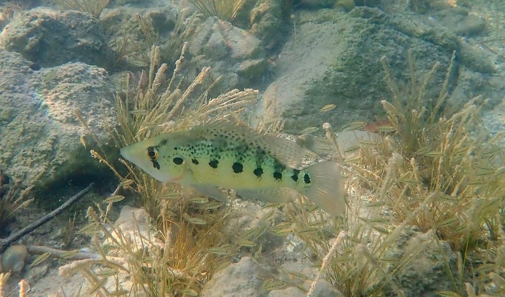 Bay Snook from Municipio Bacalar, Quintana Roo, Mexiko on January 4 ...