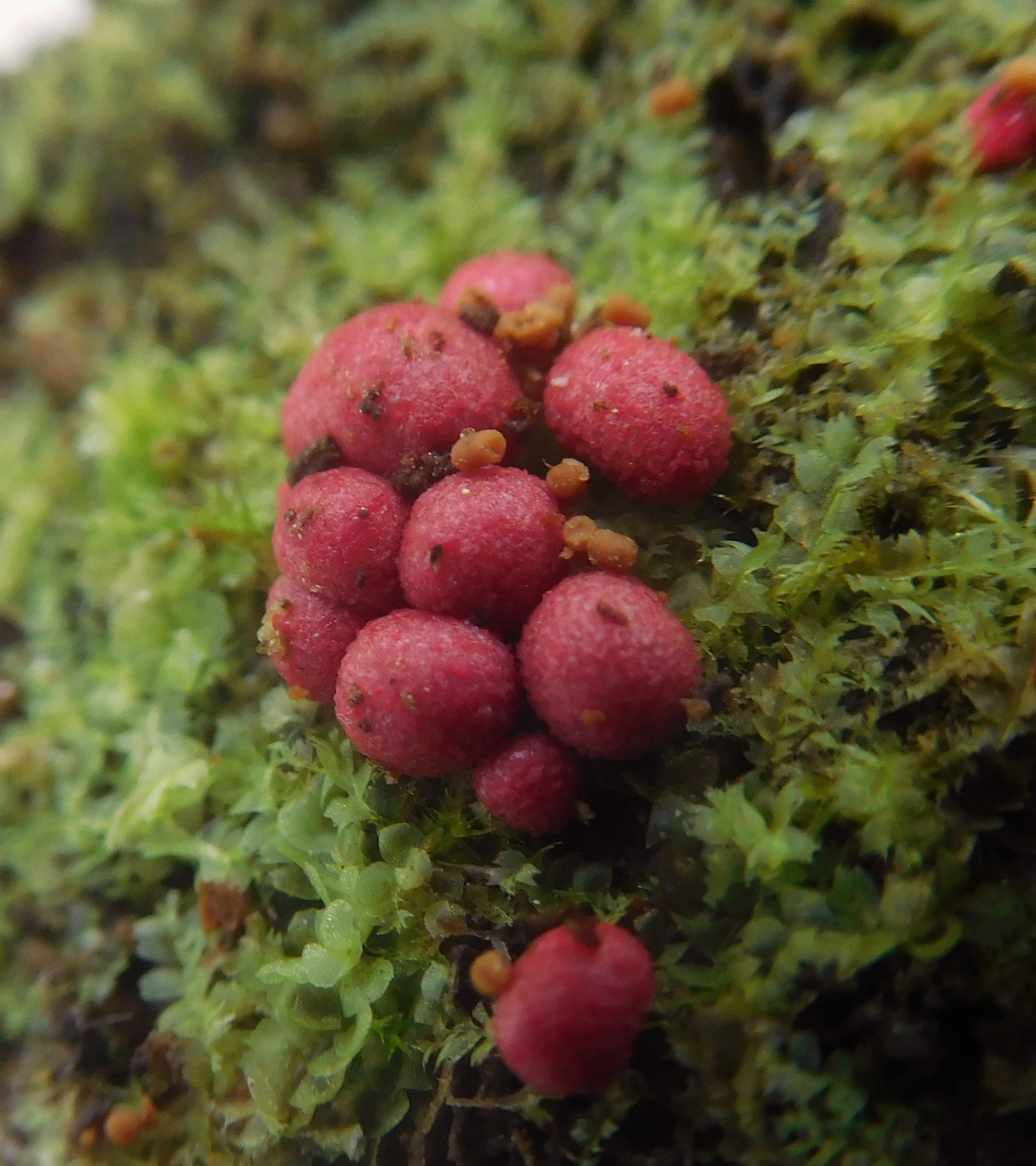 Lycogala exiguum Morgan, 1893
