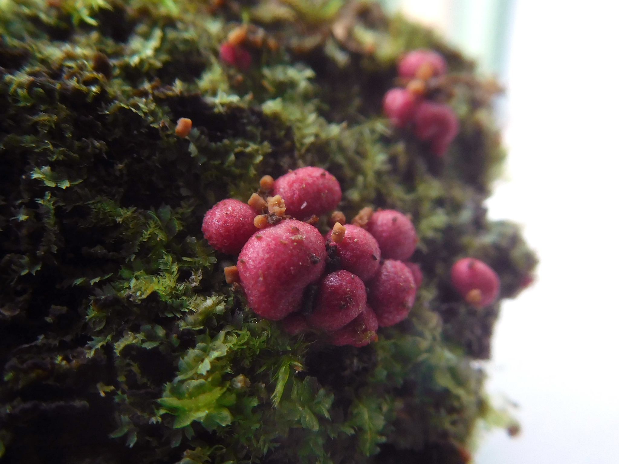 Lycogala exiguum Morgan, 1893