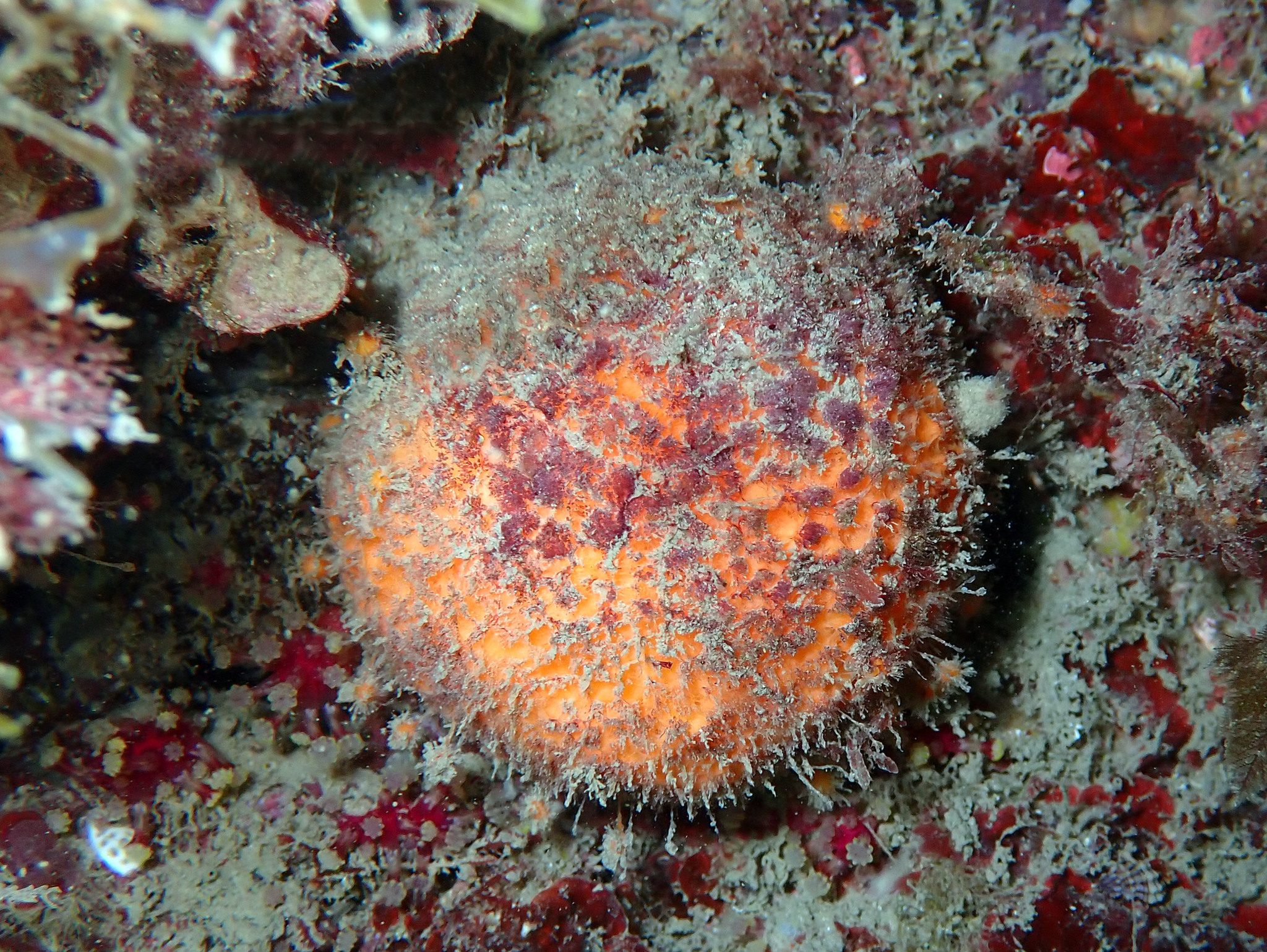 Tethya aurantium (Pallas, 1766)