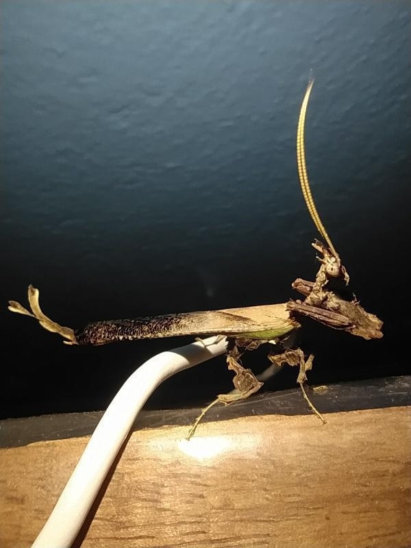 Brazilian Dragon Mantis from Juquitiba on January 2, 2022 by Marcos ...