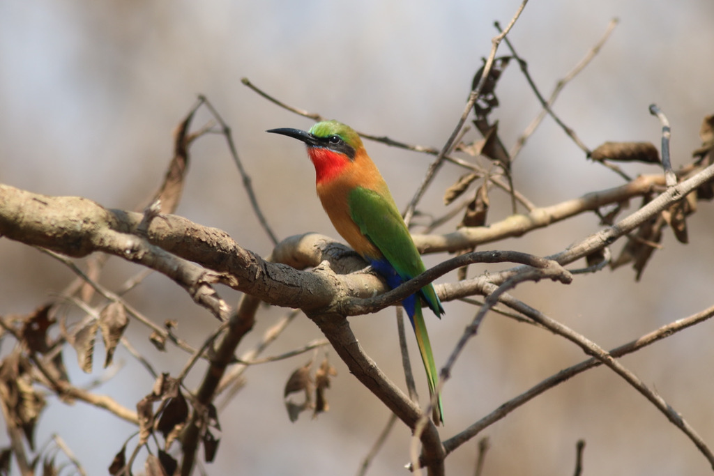Red-throated Bee-eater from Rafaï, Mbomou, Central African Republic on ...