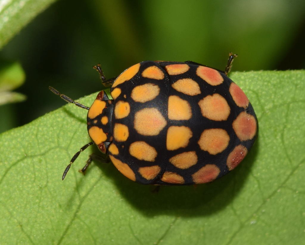 Ladybird bug from Mountain Ridge, New Germany, KZN, ZA on January 01 ...