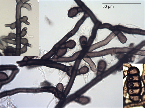 Black Mildew Fungi (Family Meliolaceae) · iNaturalist