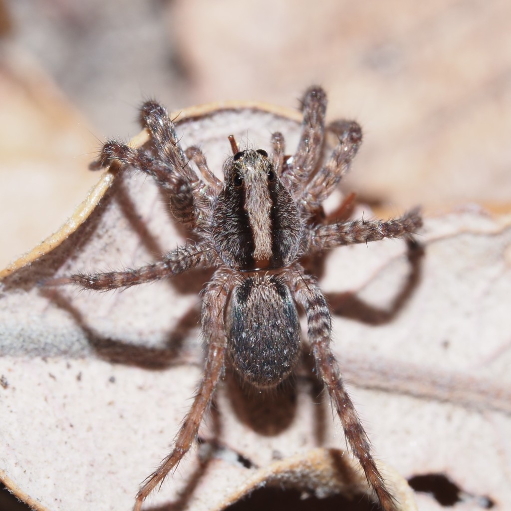 Brush-legged Spiders from Comanche County, TX, USA on January 1, 2022 ...