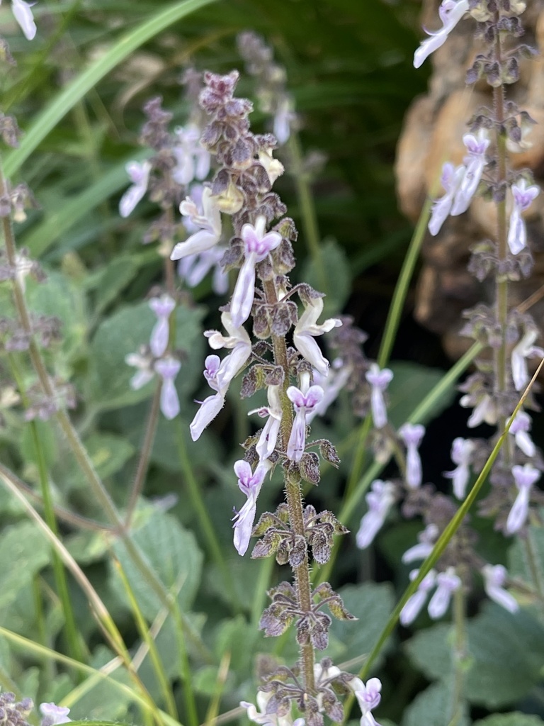 Vicks Plant from NW, ZA on January 2, 2022 at 09:40 AM by Tinus ...