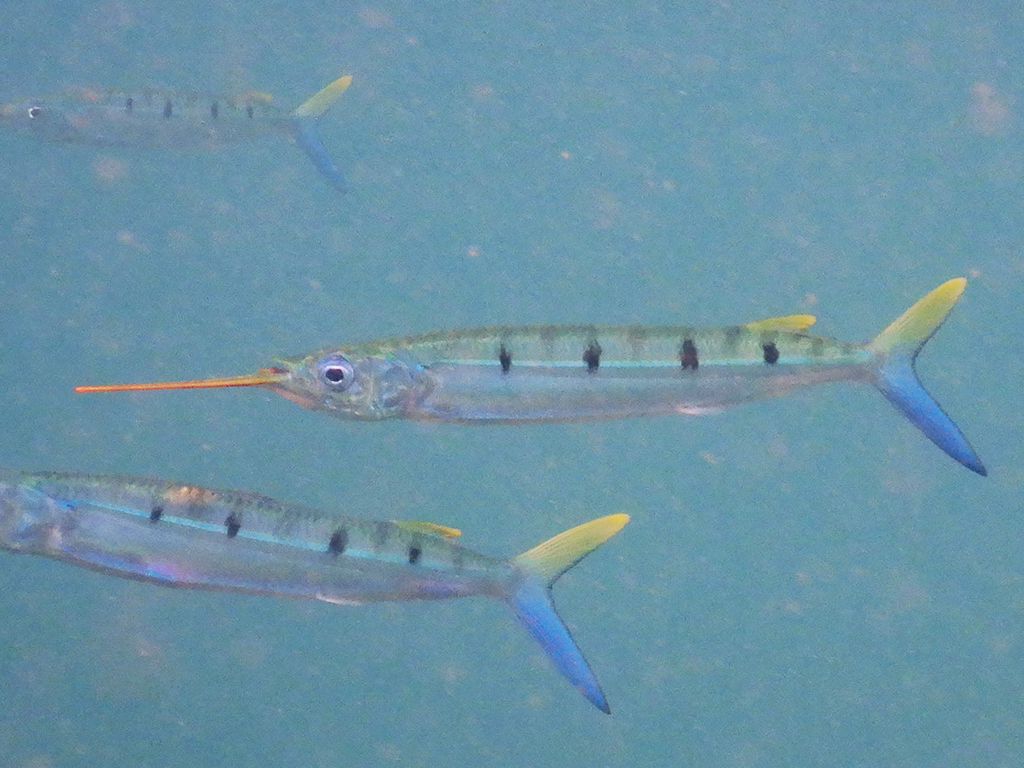Black-barred Halfbeak (Animals of Sainte Anne National Marine Park ...