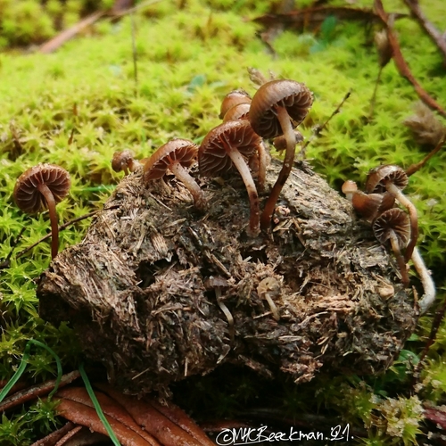 Variety Psilocybe liniformans liniformans · iNaturalist