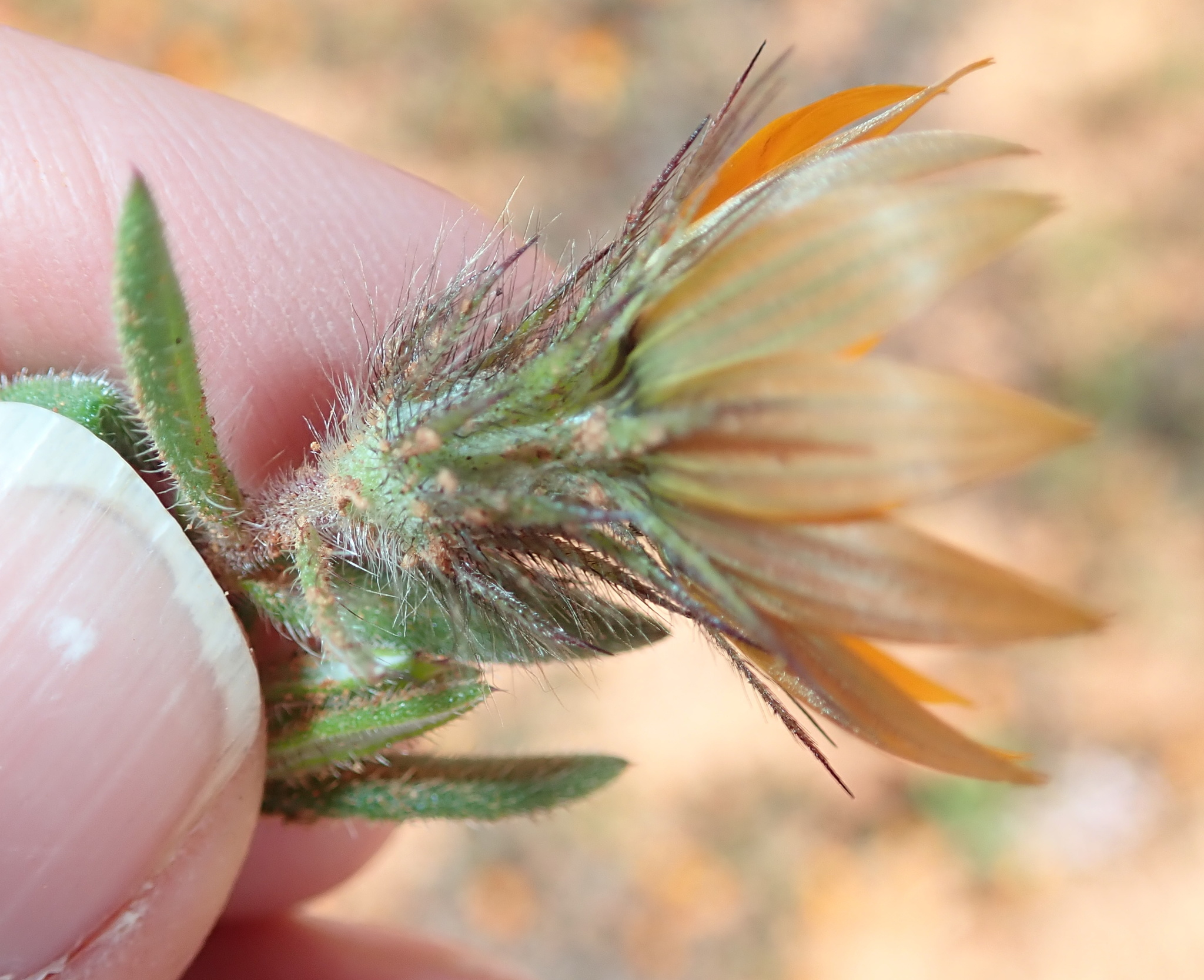 Gorteria diffusa subsp. calendulacea (DC.) Roessler