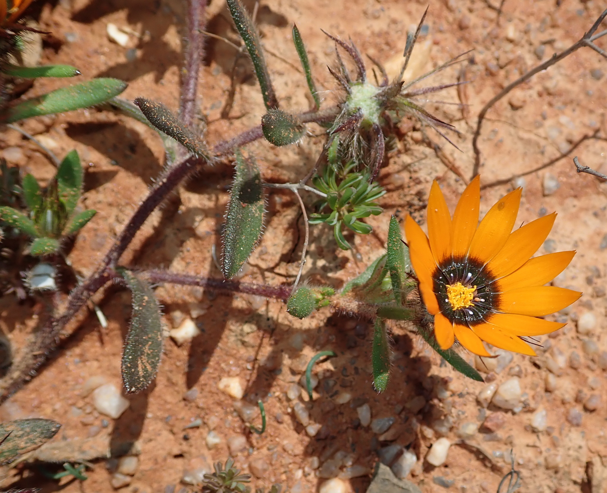 Gorteria diffusa subsp. calendulacea (DC.) Roessler
