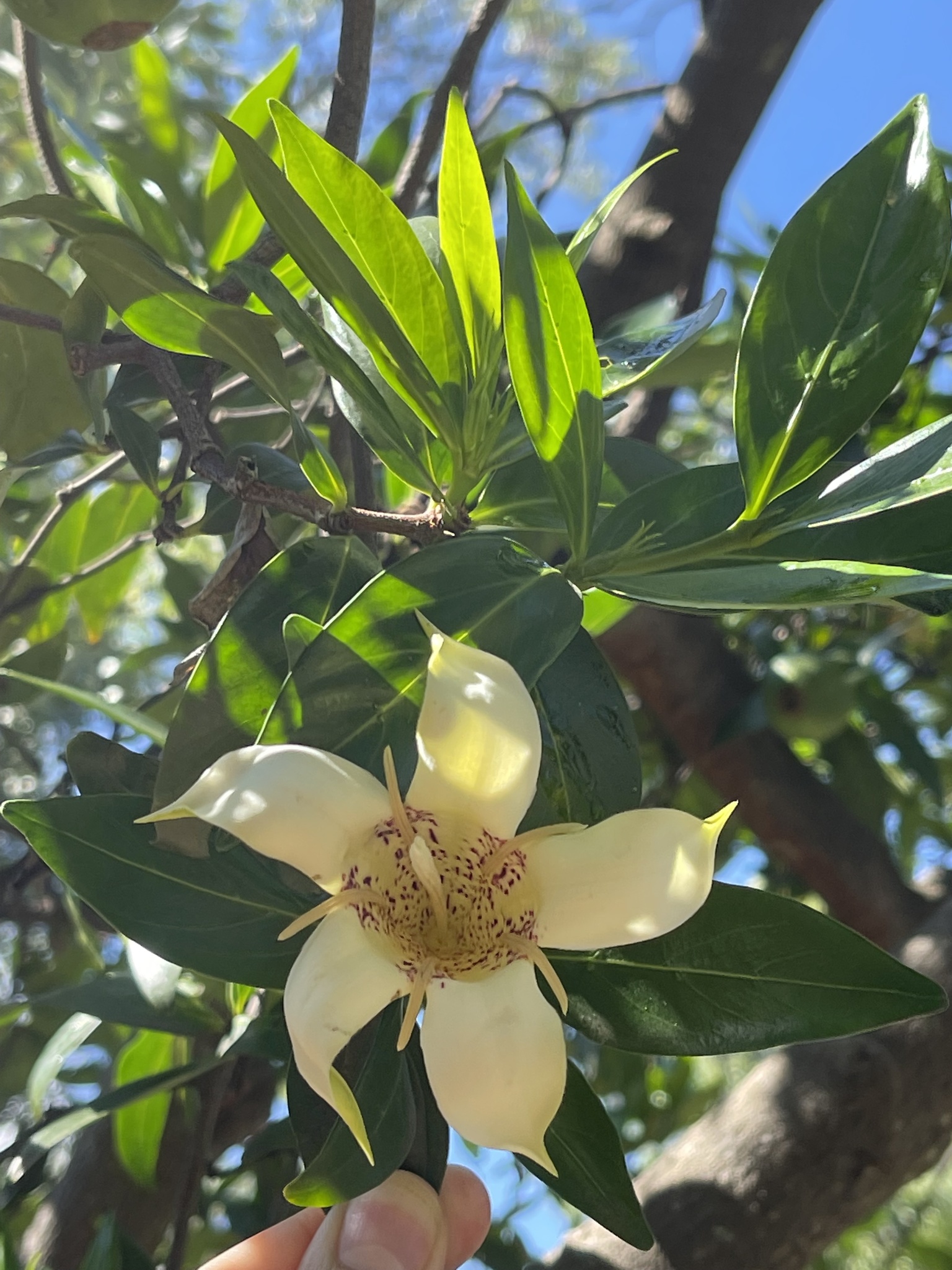 Rothmannia capensis Thunb.