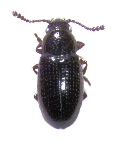 Genus Loberus · iNaturalist