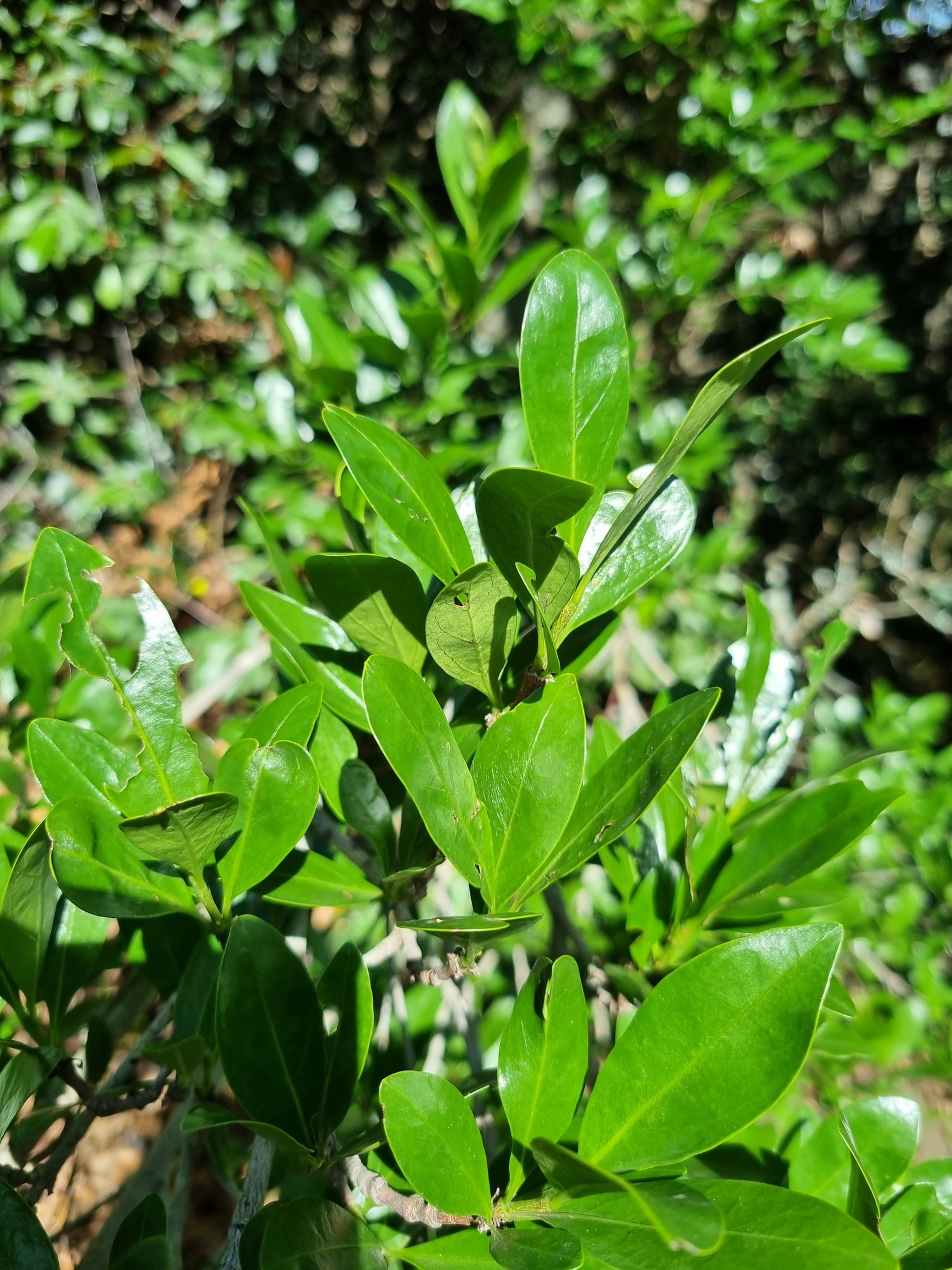 Rothmannia capensis Thunb.