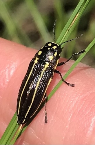 Bulis bivittata (Buprestidae (Jewel Beetles) of Southern Africa ...