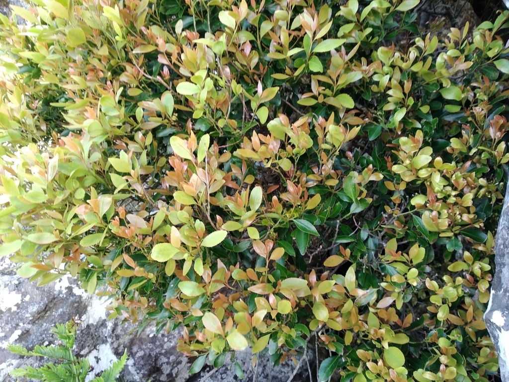 Spoonwood from Hout Bay, Cape Town, South Africa on January 2, 2022 at ...