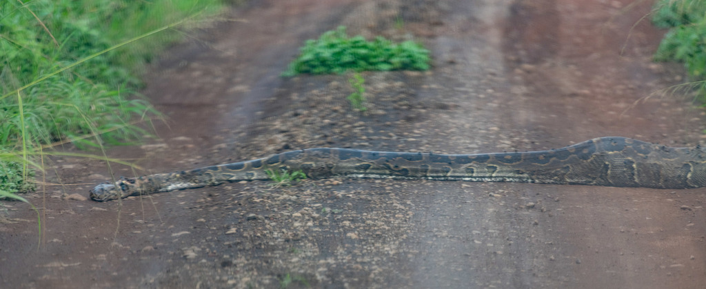 African Rock Python in May 2018 by Alex R · iNaturalist