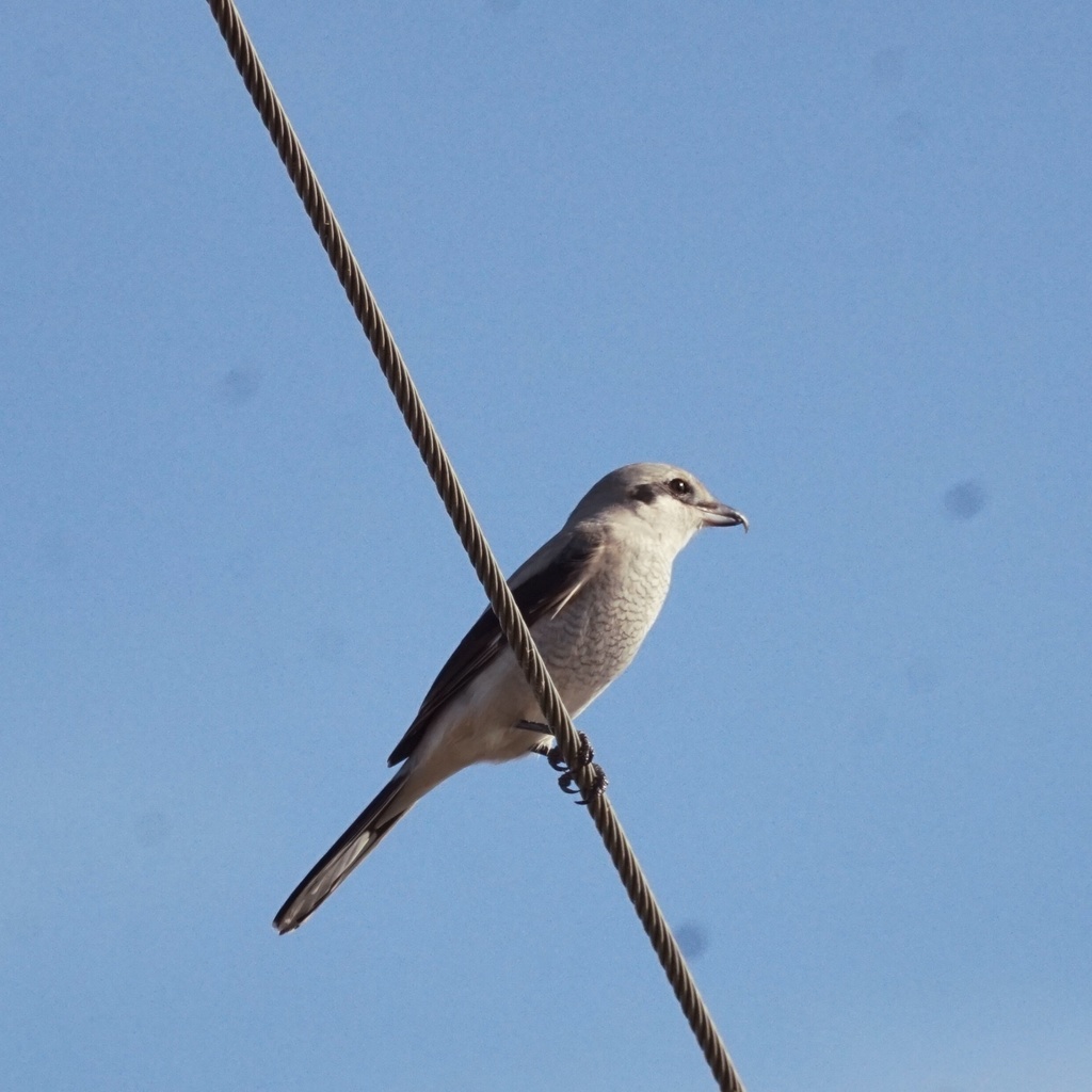 Northern Shrike from North Arlington, Fort Worth, TX, US on January 01 ...