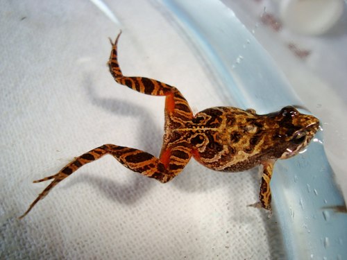 Physalaemus cuvieri (Herpeto's Mato Grosso BR) · iNaturalist