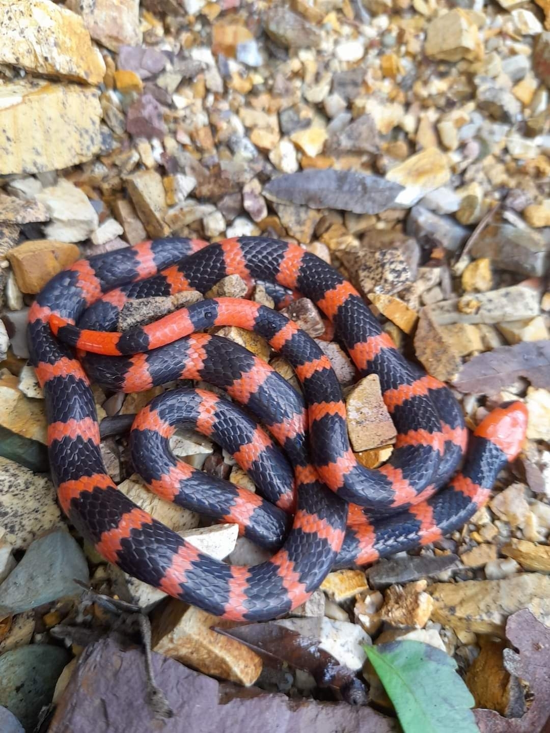 Micrurus multifasciatus Jan, 1858