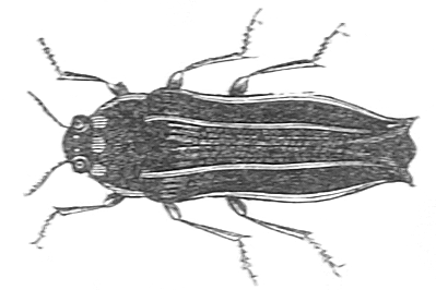 Genus Bulis · iNaturalist