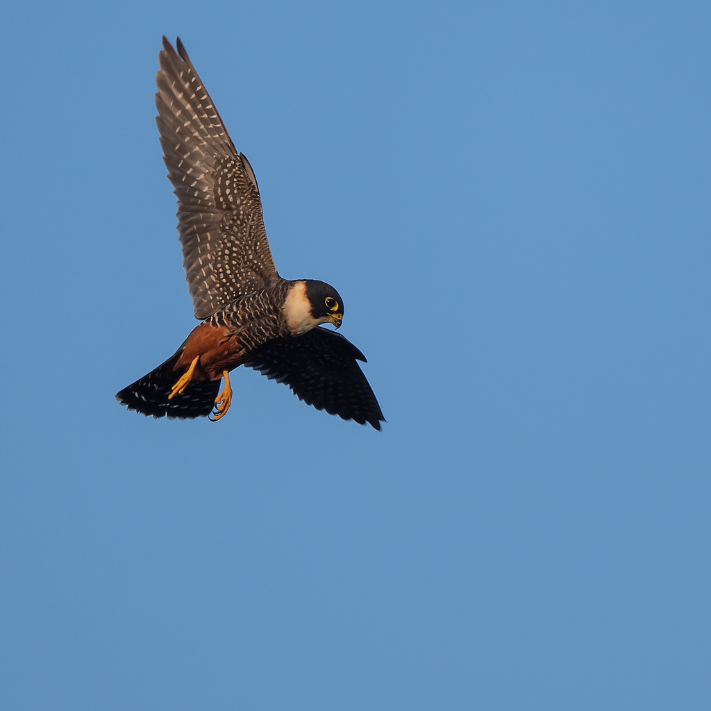 Bat Falcon from Hidalgo County, TX, USA on December 31, 2021 at 05:01 ...