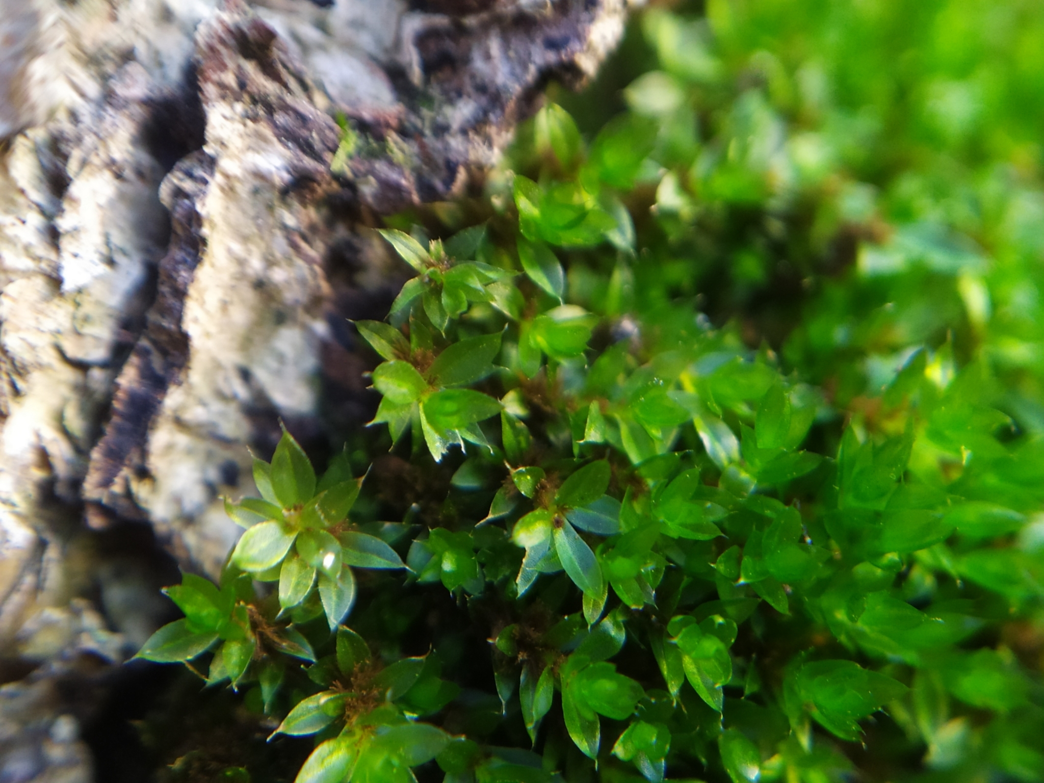 Bryum moravicum Podp.