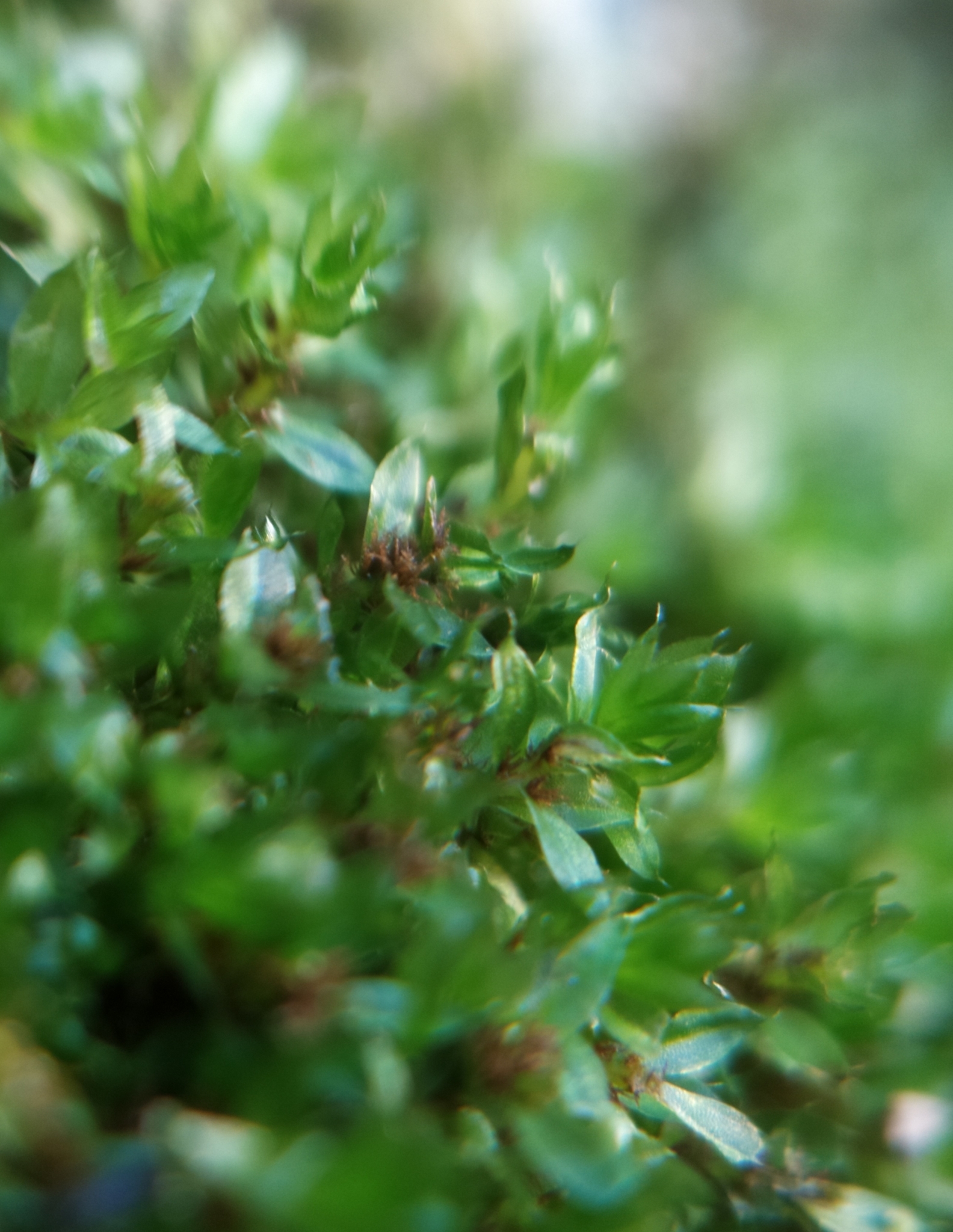 Bryum moravicum Podp.