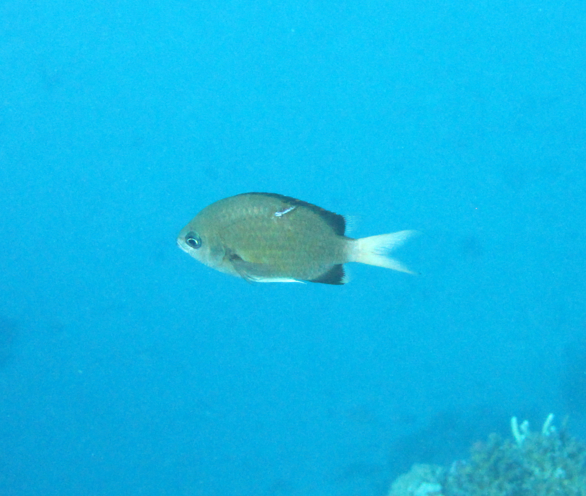 Chromis pembae Smith, 1960