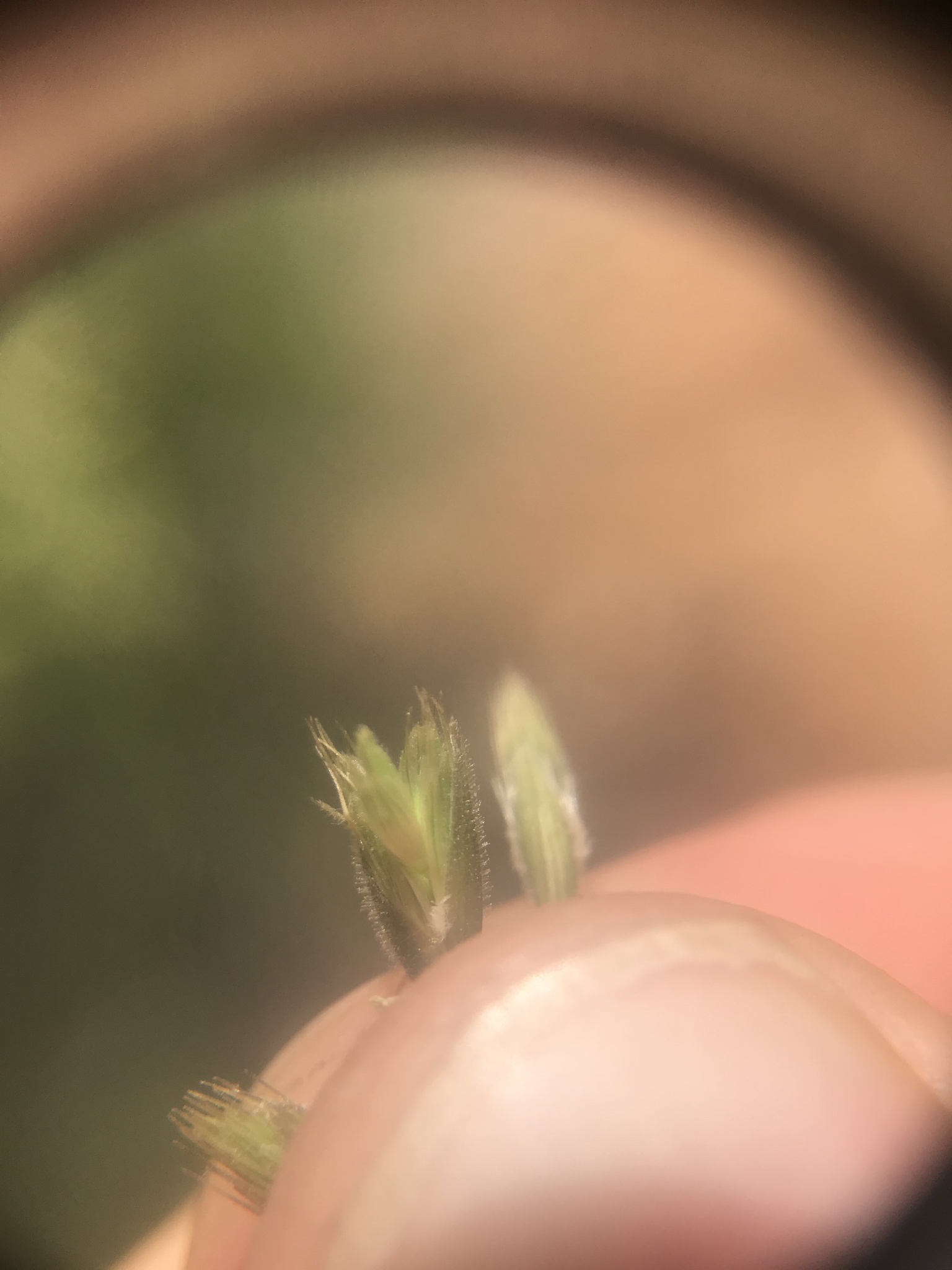 Schmidtia pappophoroides Steud. ex J.A.Schmidt