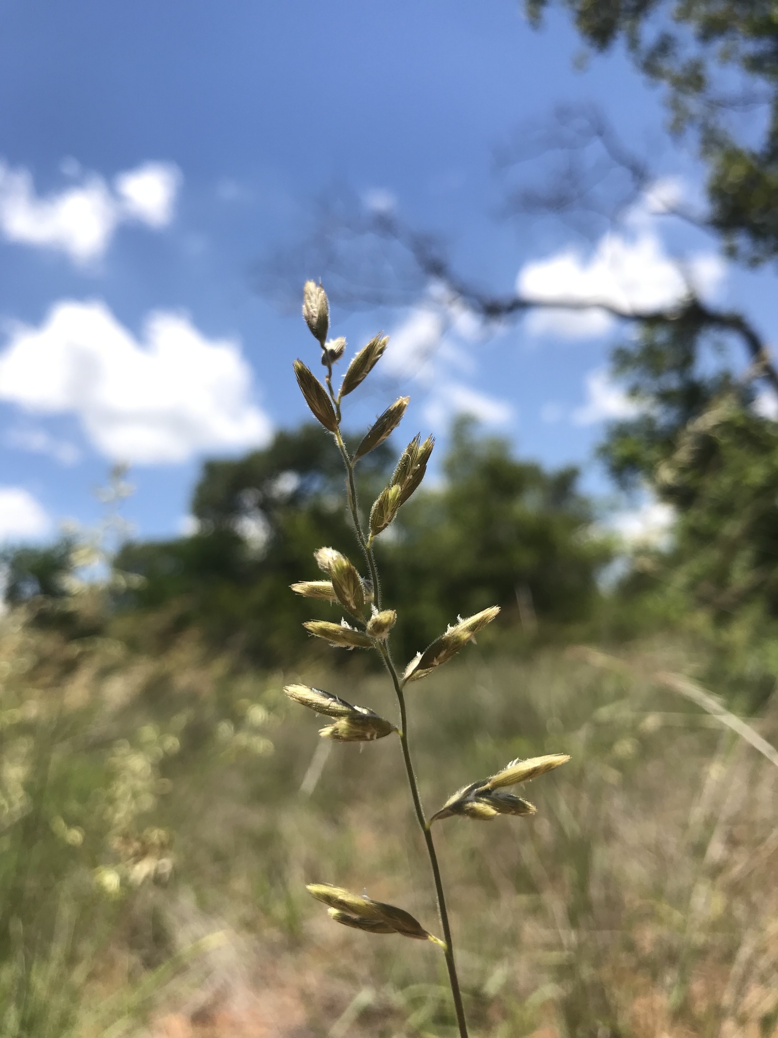 Schmidtia pappophoroides Steud. ex J.A.Schmidt