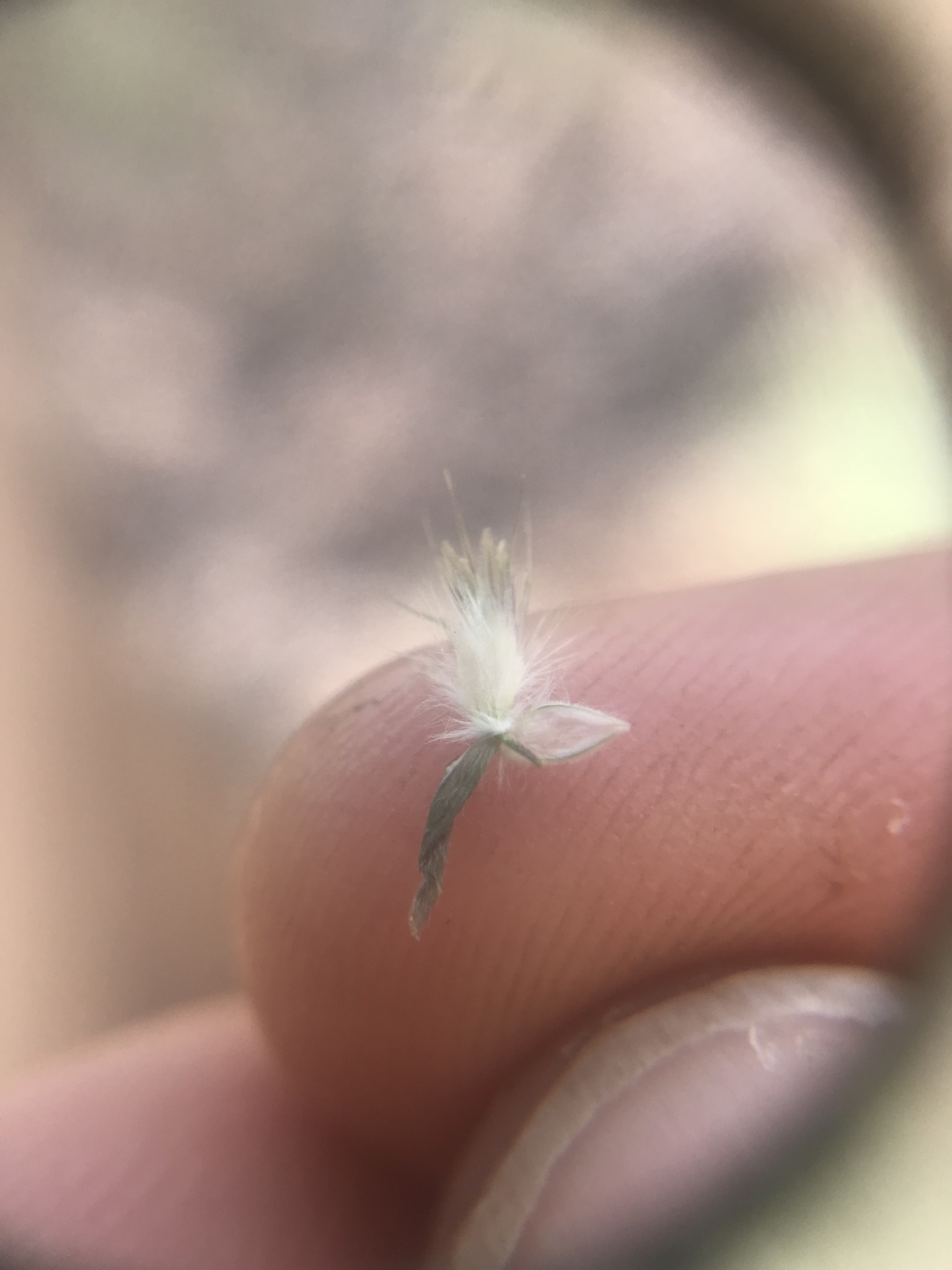 Schmidtia pappophoroides Steud. ex J.A.Schmidt