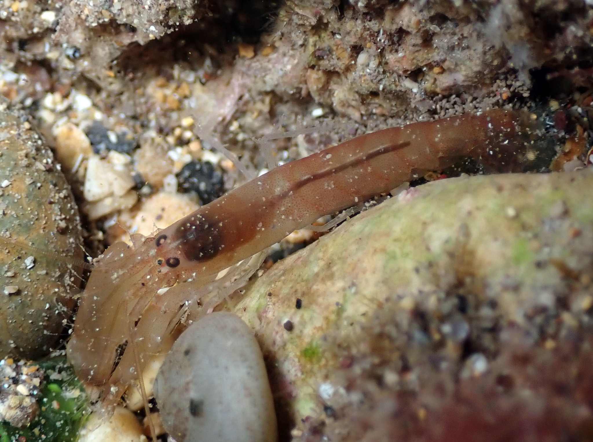 Alpheus macrocheles (Hailstone, 1835)