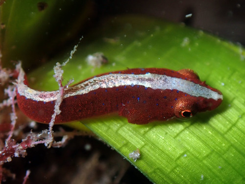 Merged Clingfish (Apletodon incognitus) · iNaturalist United Kingdom