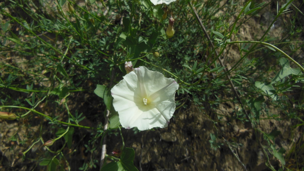 Pacific false bindweed from Alum Rock, San Jose, CA, USA on May 3, 2018 ...
