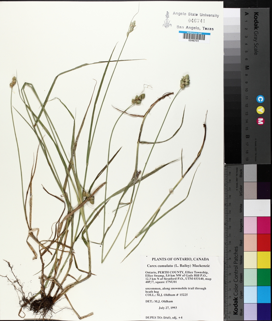 clustered sedge from Canada, Ontario, PERTH County, Ellice Swamp, 5.0 ...
