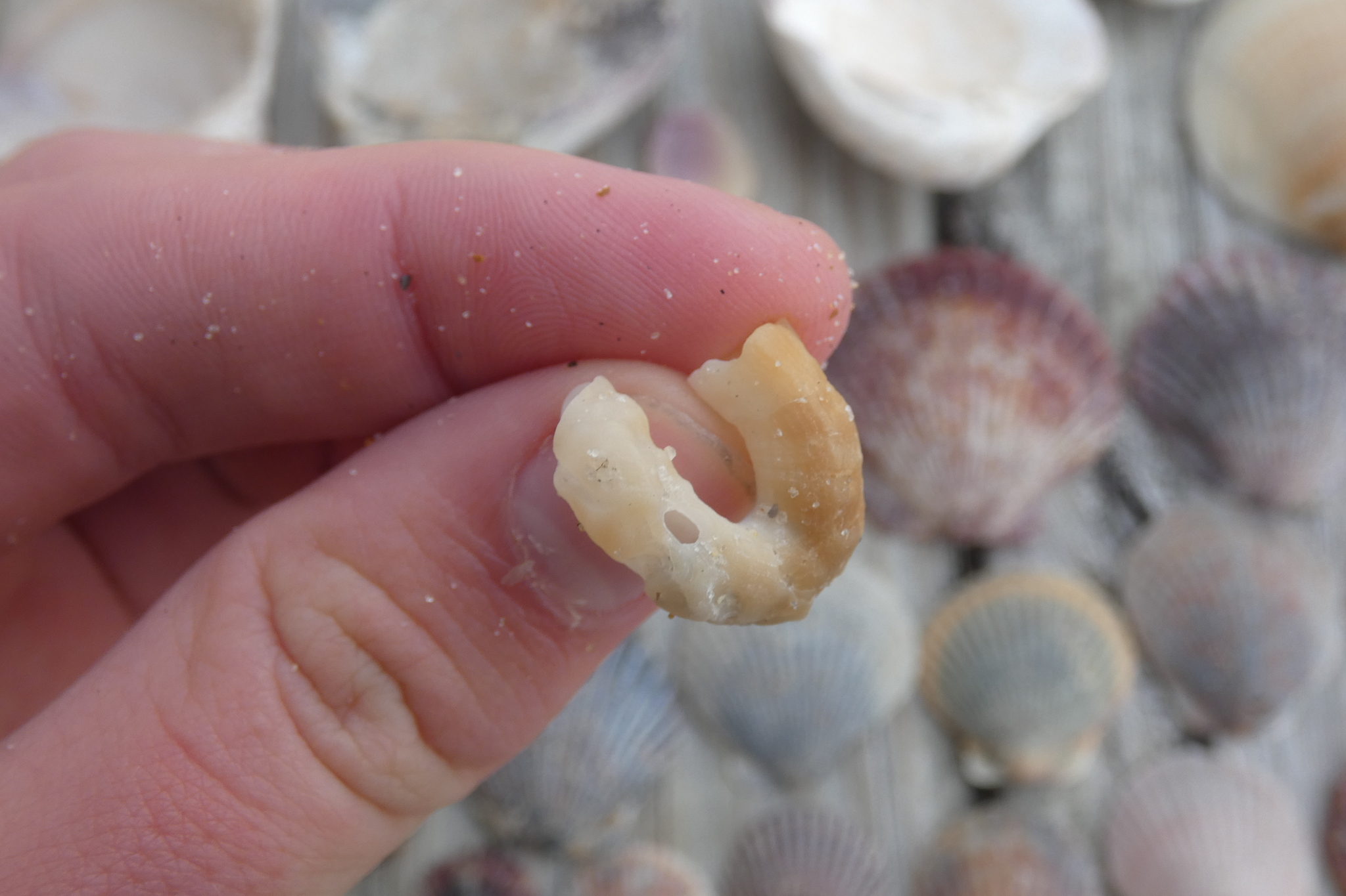 Vermicularia knorrii (Deshayes, 1843)