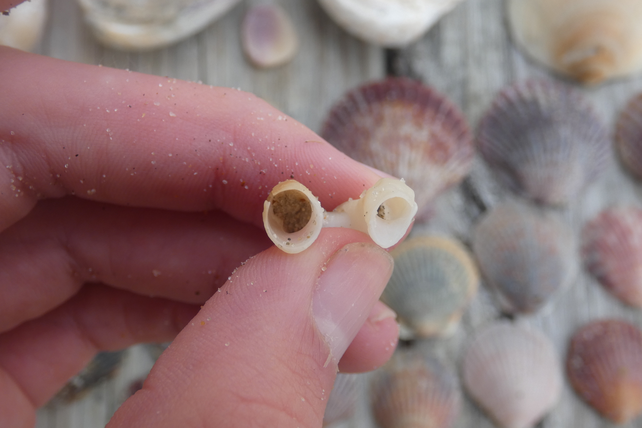 Vermicularia knorrii (Deshayes, 1843)