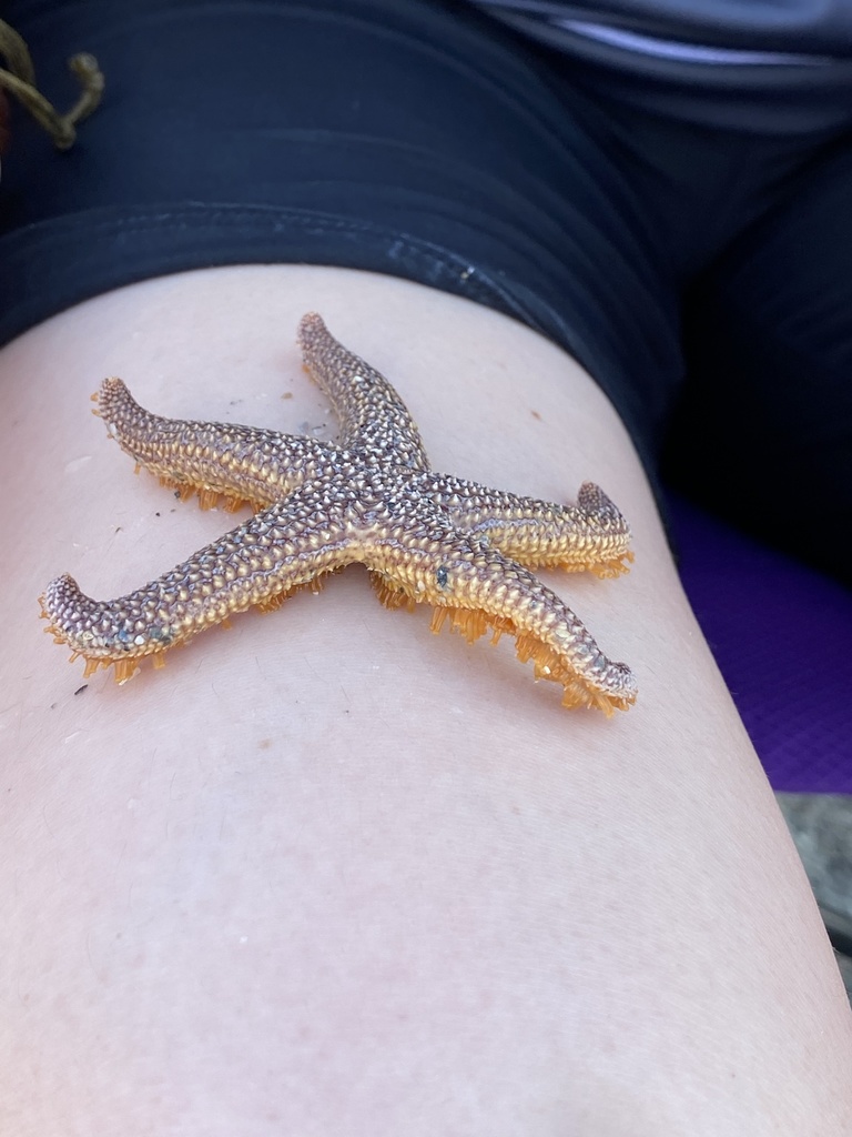 Sea Stars from North Atlantic Ocean, FL, US on December 20, 2021 at 12: ...
