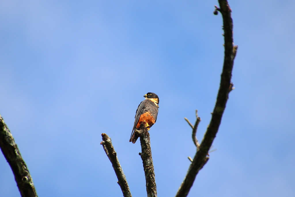 Bat Falcon from Gamboa, Panama on January 2, 2022 at 08:01 AM by Isis Khalil · iNaturalist
